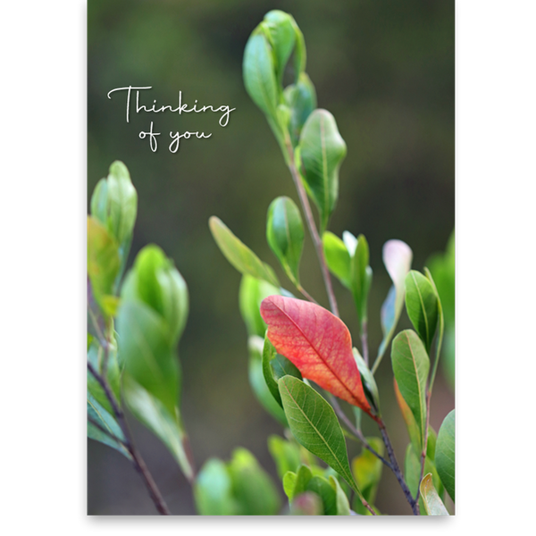 Alohi Images Maui | Pop-Up Mākeke - The Mākeke