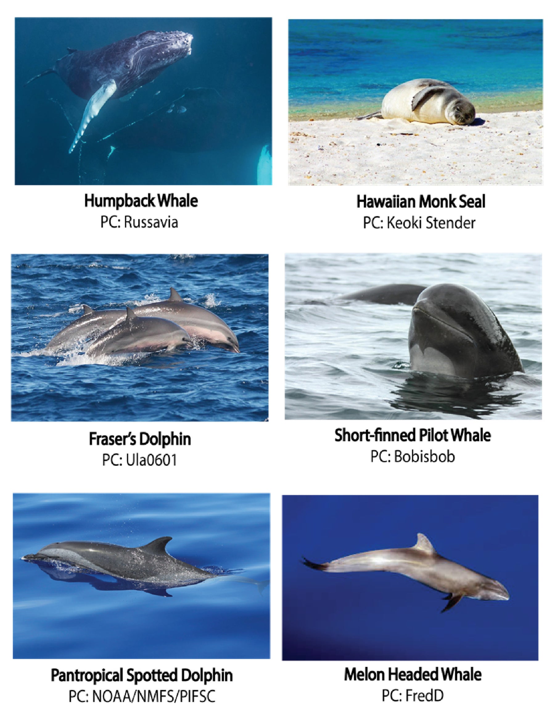 Marine Mammals Wildlife Educational Coloring Book - The Mākeke