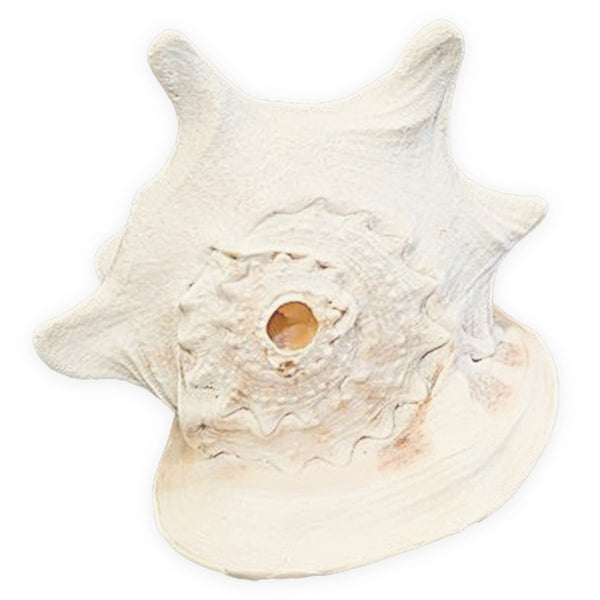Helmet Conch Shell | Pop-Up Mākeke - The Mākeke