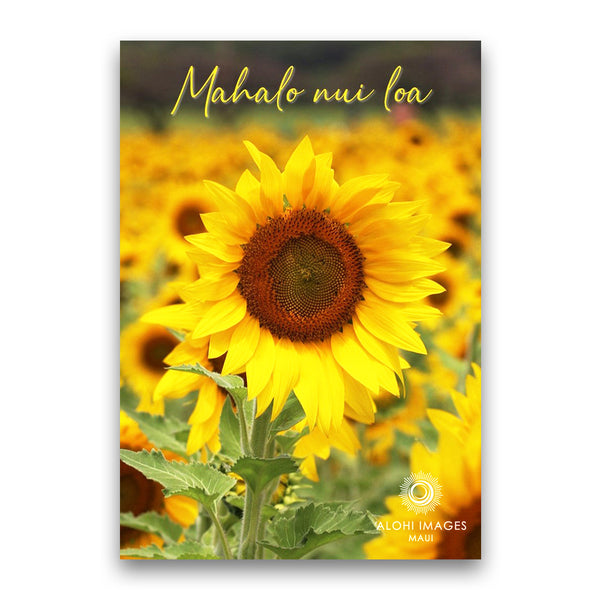 Mahalo (Thank You) Blank Notecards Set - Sunflower - The Mākeke